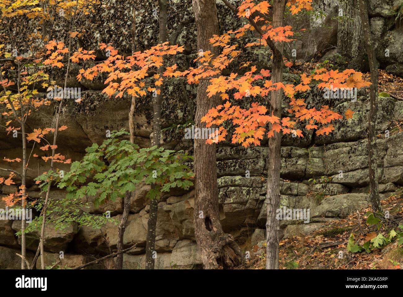 Hardwood trees hi-res stock photography and images - Alamy