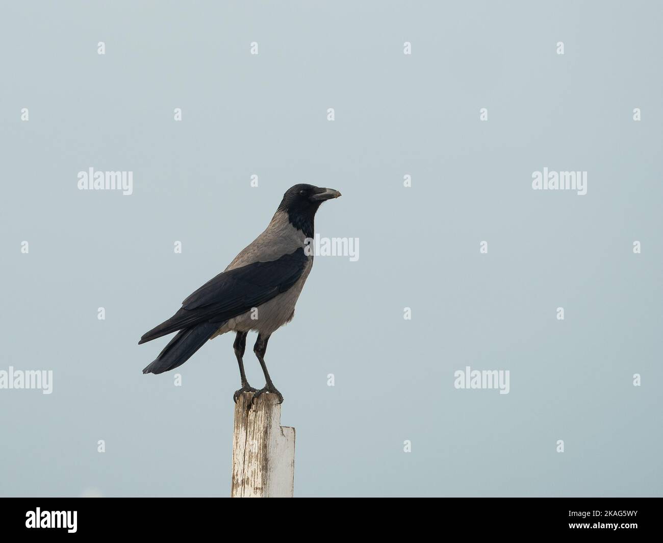 Bird watching opportunities hi-res stock photography and images - Alamy
