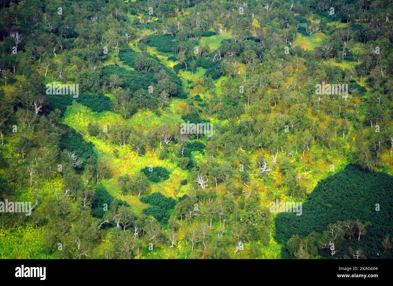 Aerial view taiga boreal forest hi-res stock photography and images - Alamy