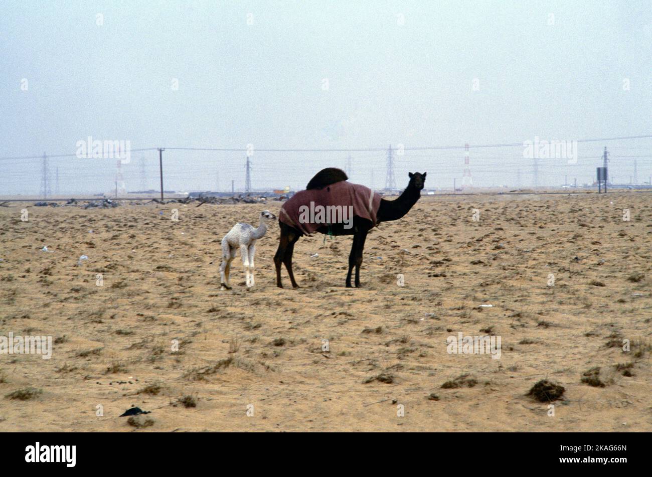 Kuwait Camel with her Calf In Desert Stock Photo - Alamy