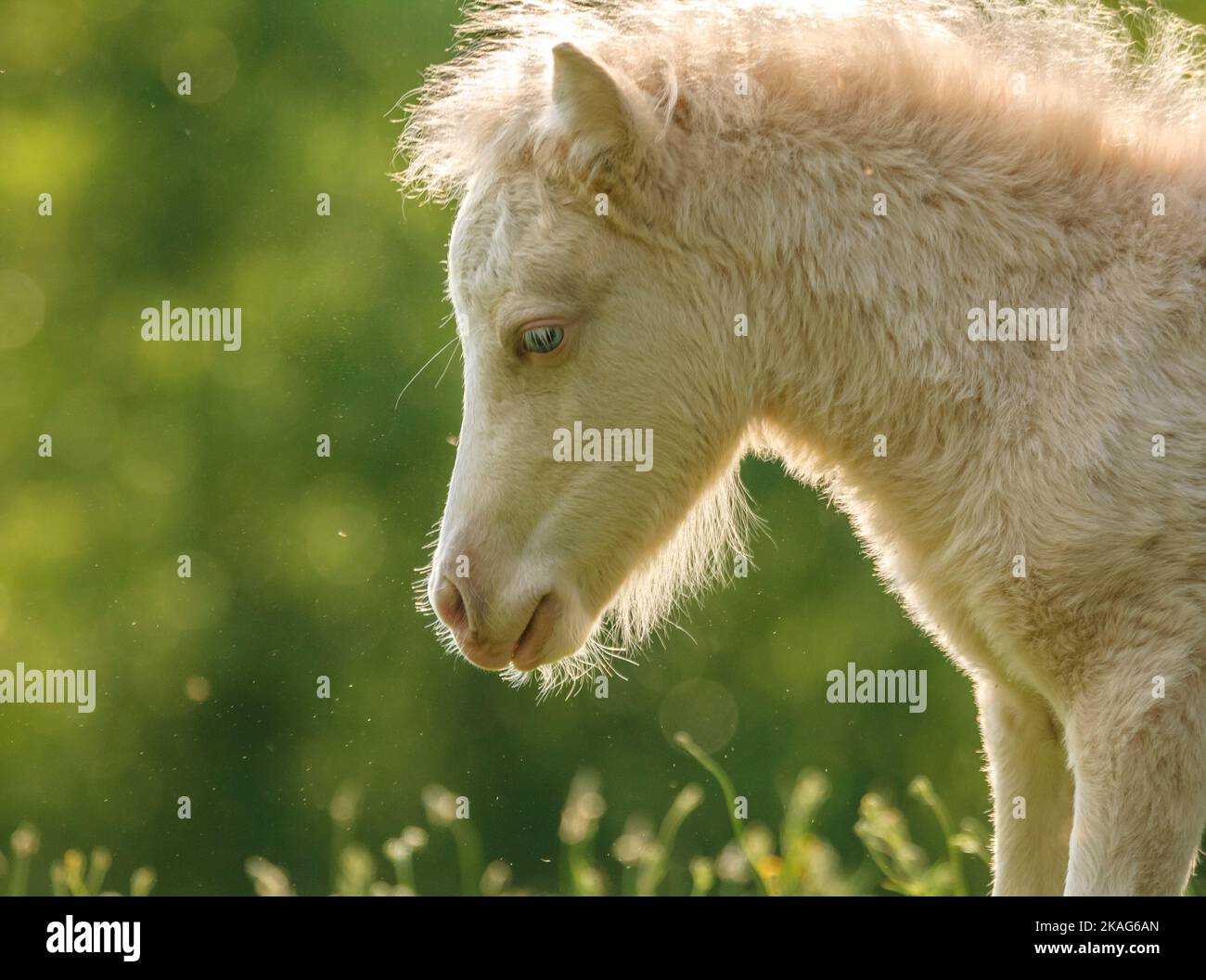 Miniature Horse foal head portrait Stock Photo - Alamy