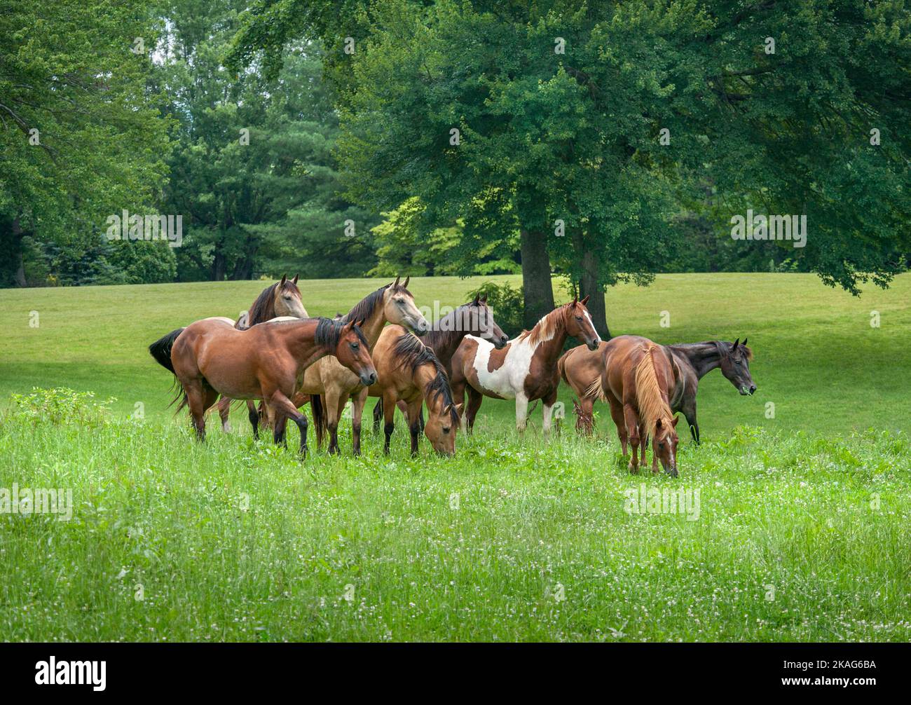 Alert horse herd of various breeds in lush open pasture Stock Photo - Alamy
