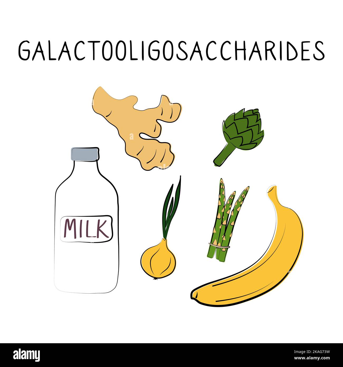 Galactooligosaccharides-containing food. Groups of healthy products ...
