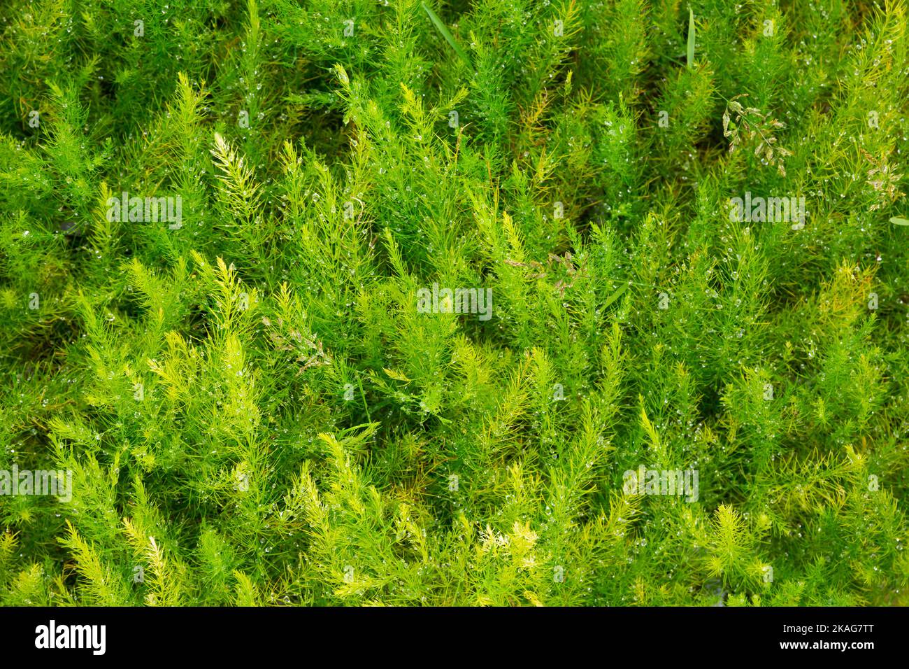 Greenery of Asparagus Fern seedlings grown in greenhouse Stock Photo ...
