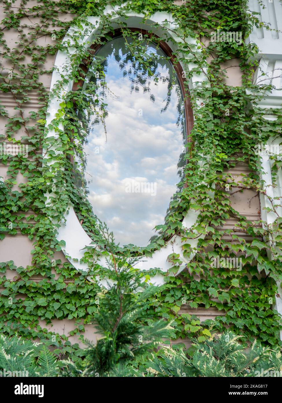 Beautiful round window overgrown with ivy. Reflection in an old window ...