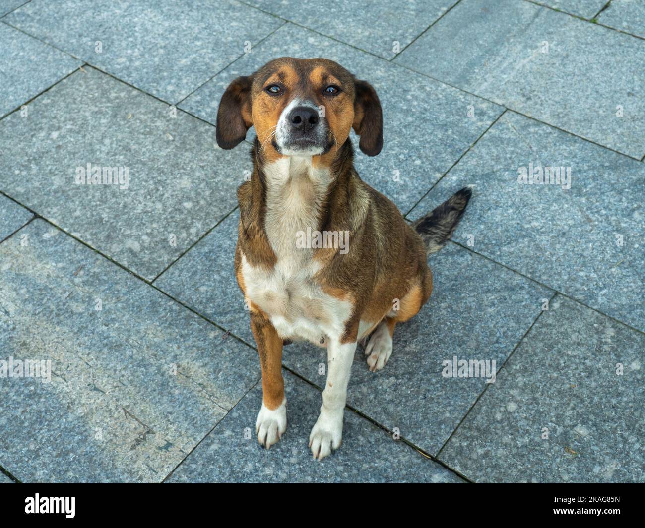 homeless dog looks with a devoted look. The dog sits on the pavement ...