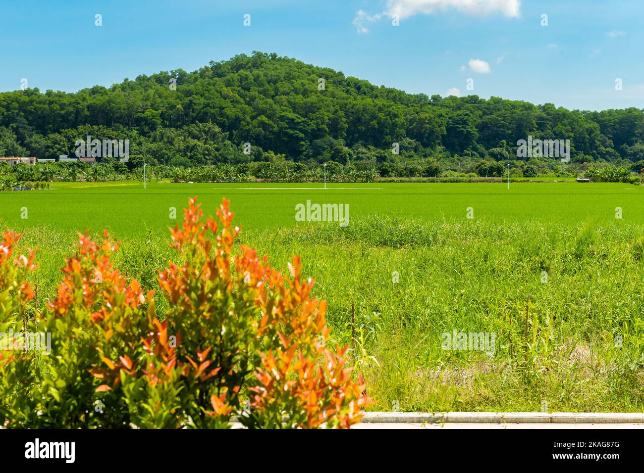 green paddy field horizontal composition Stock Photo - Alamy