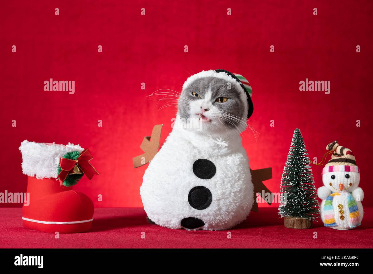 cute british shorthair cat with Christmas snowman dress on red ...