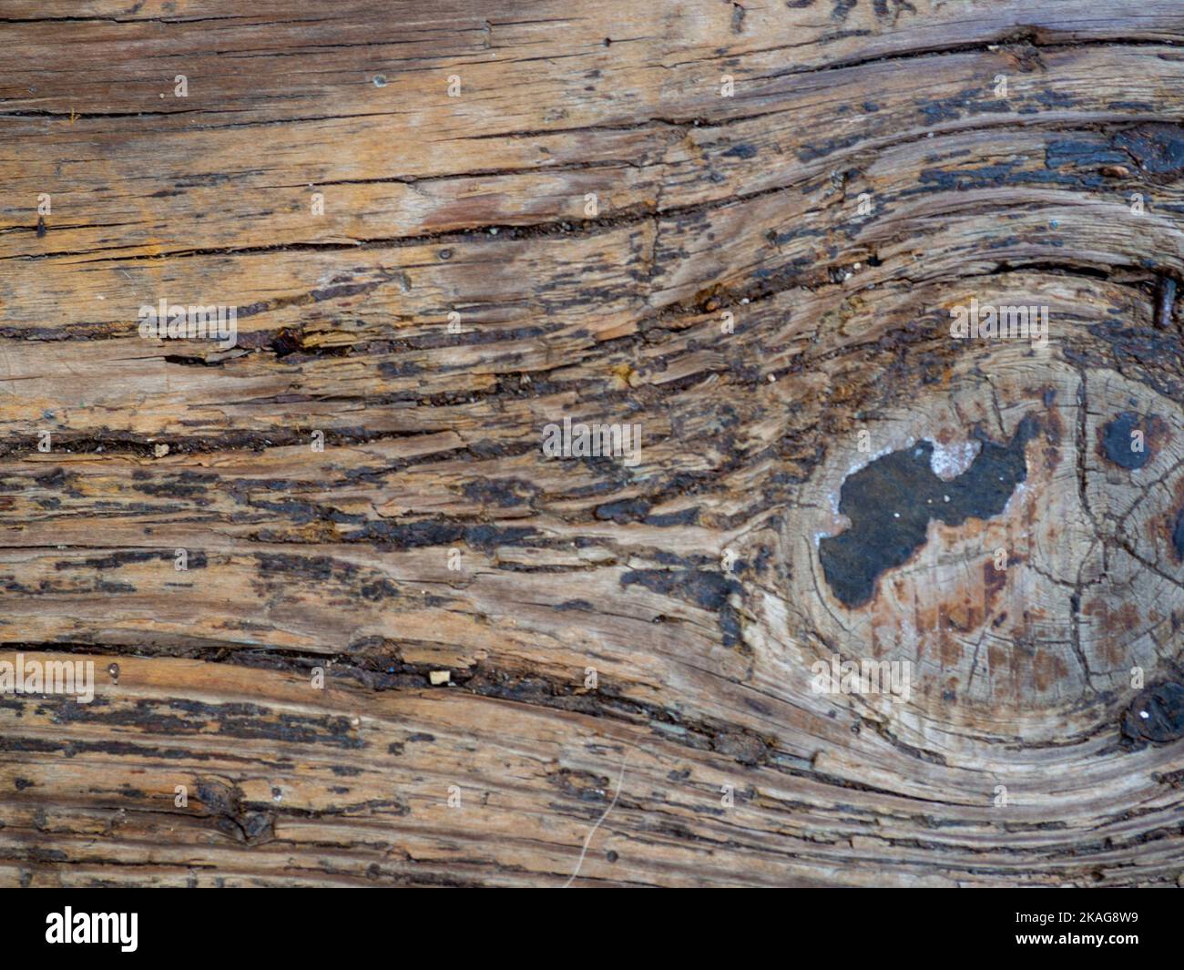 Wooden surface. Wood background. Uneven surface made of natural ...