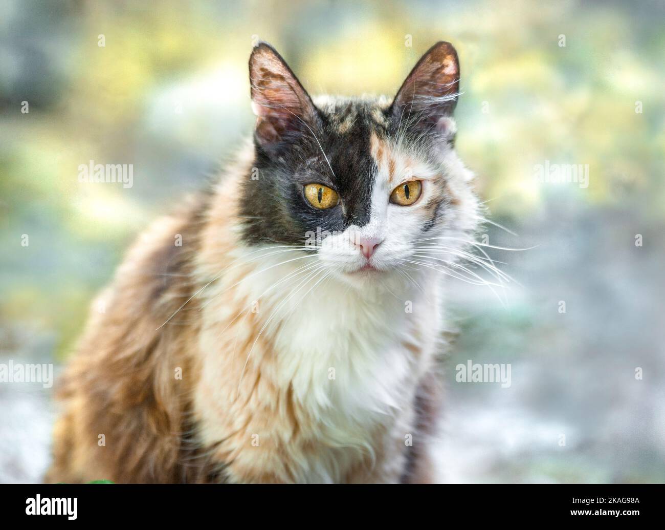 Calico cat with intense stare Stock Photo - Alamy