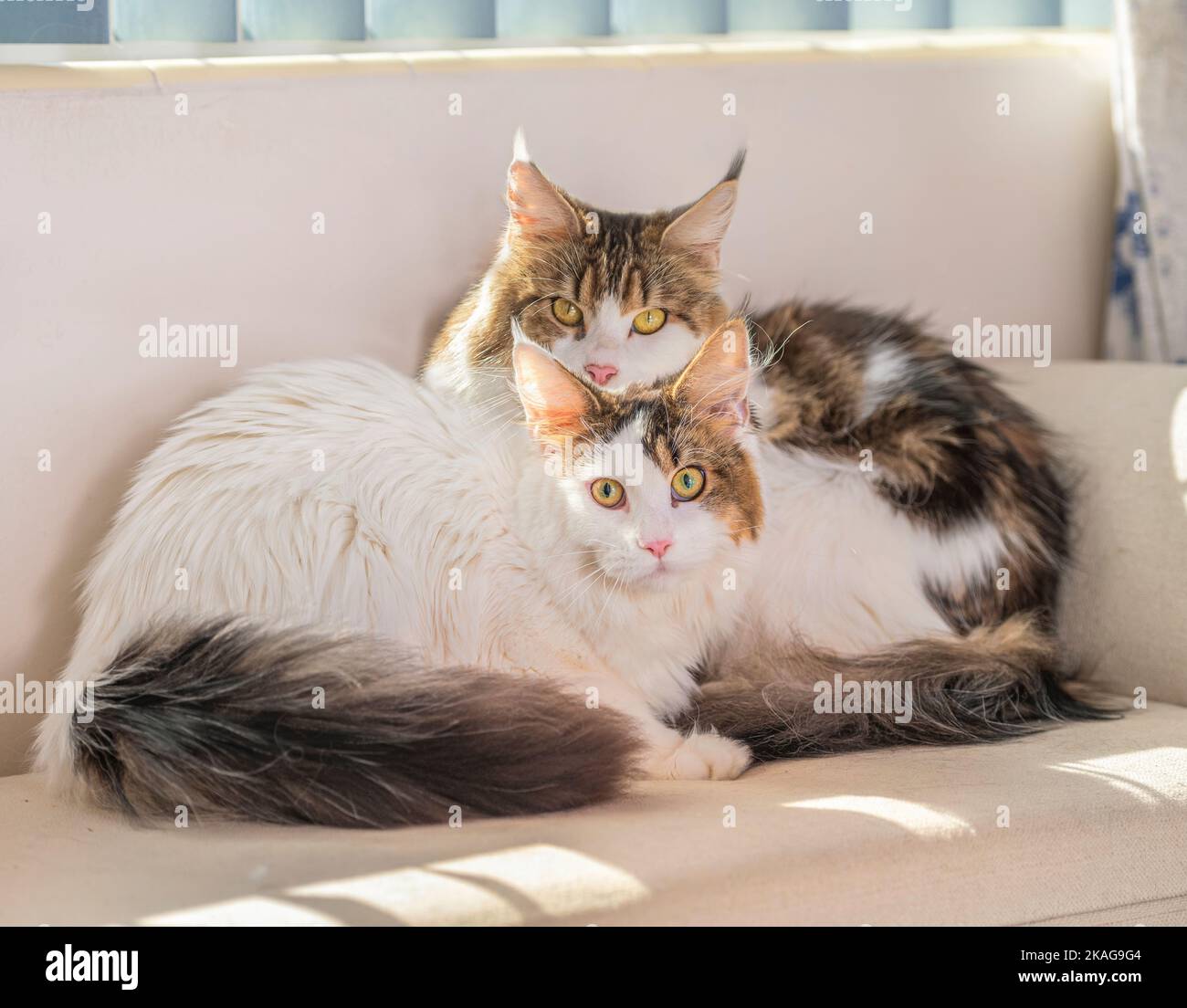 A pair of Maine Coon Cat female adults snuggle up on sofa Stock Photo ...