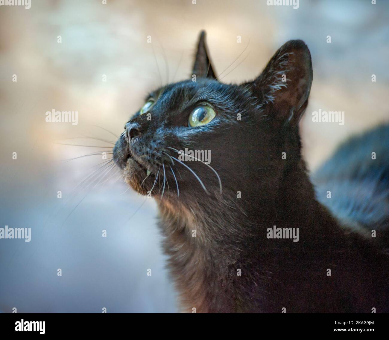 Tough lookIng black cat Stock Photo - Alamy