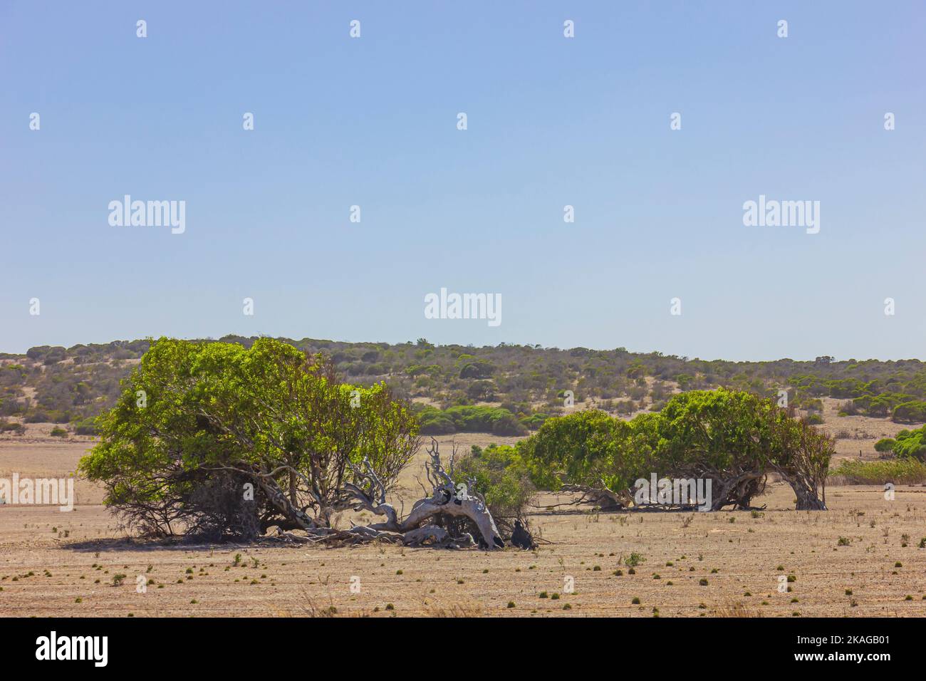 Leaning trees hi-res stock photography and images - Alamy