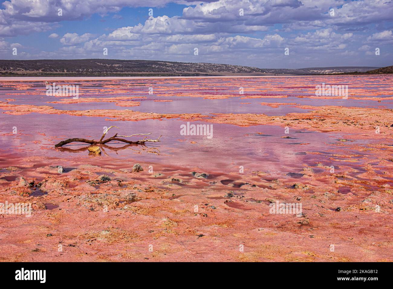 Different shades of pink colour on water during low tide in Hutt Lagoon ...