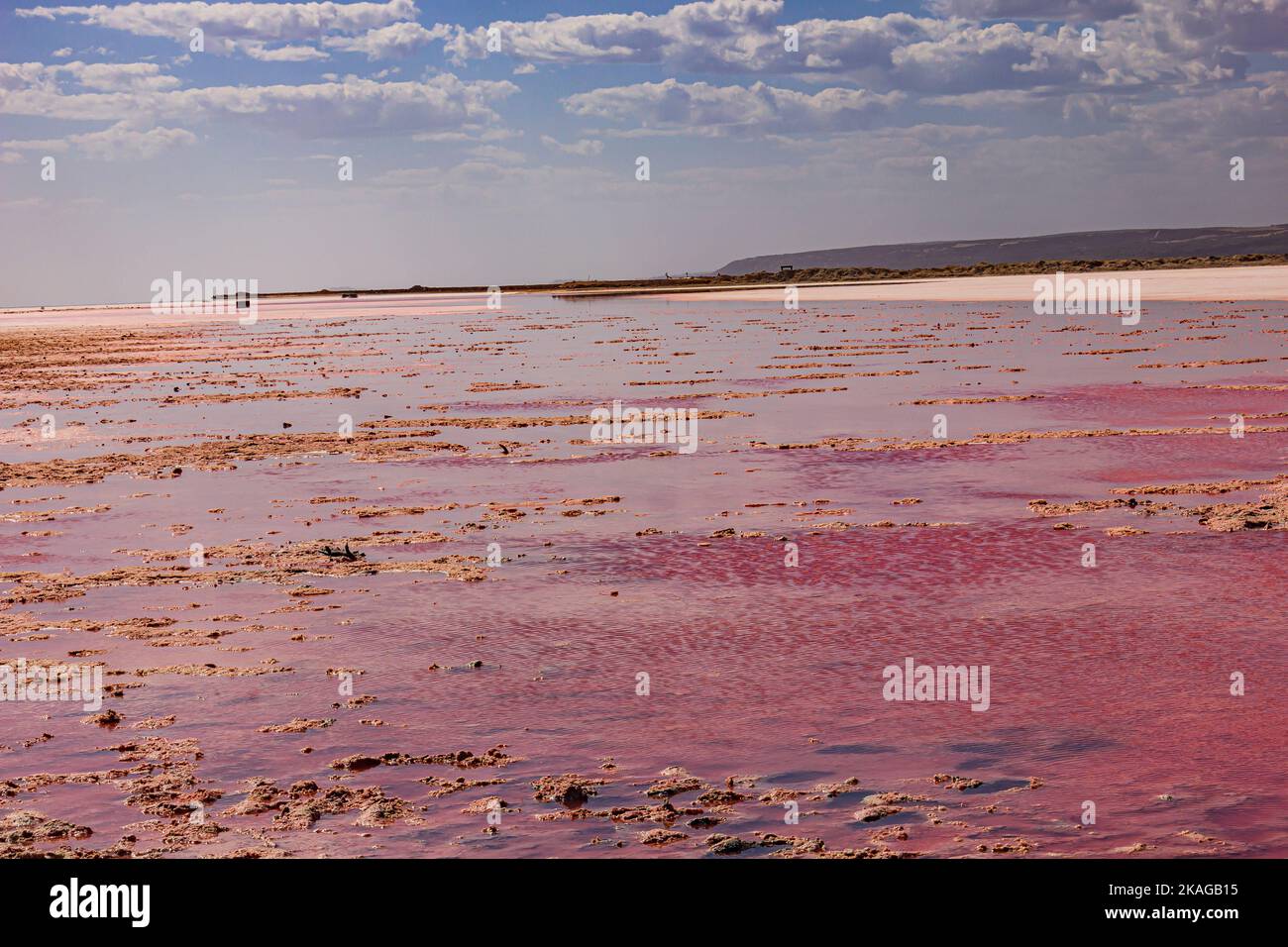 Different shades of pink colour on water during low tide in Hutt Lagoon ...