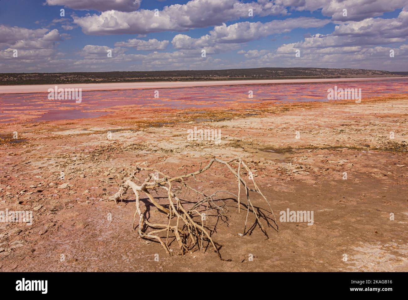 Withered twig and shades of pink colour on saline water in Hutt Lagoon ...