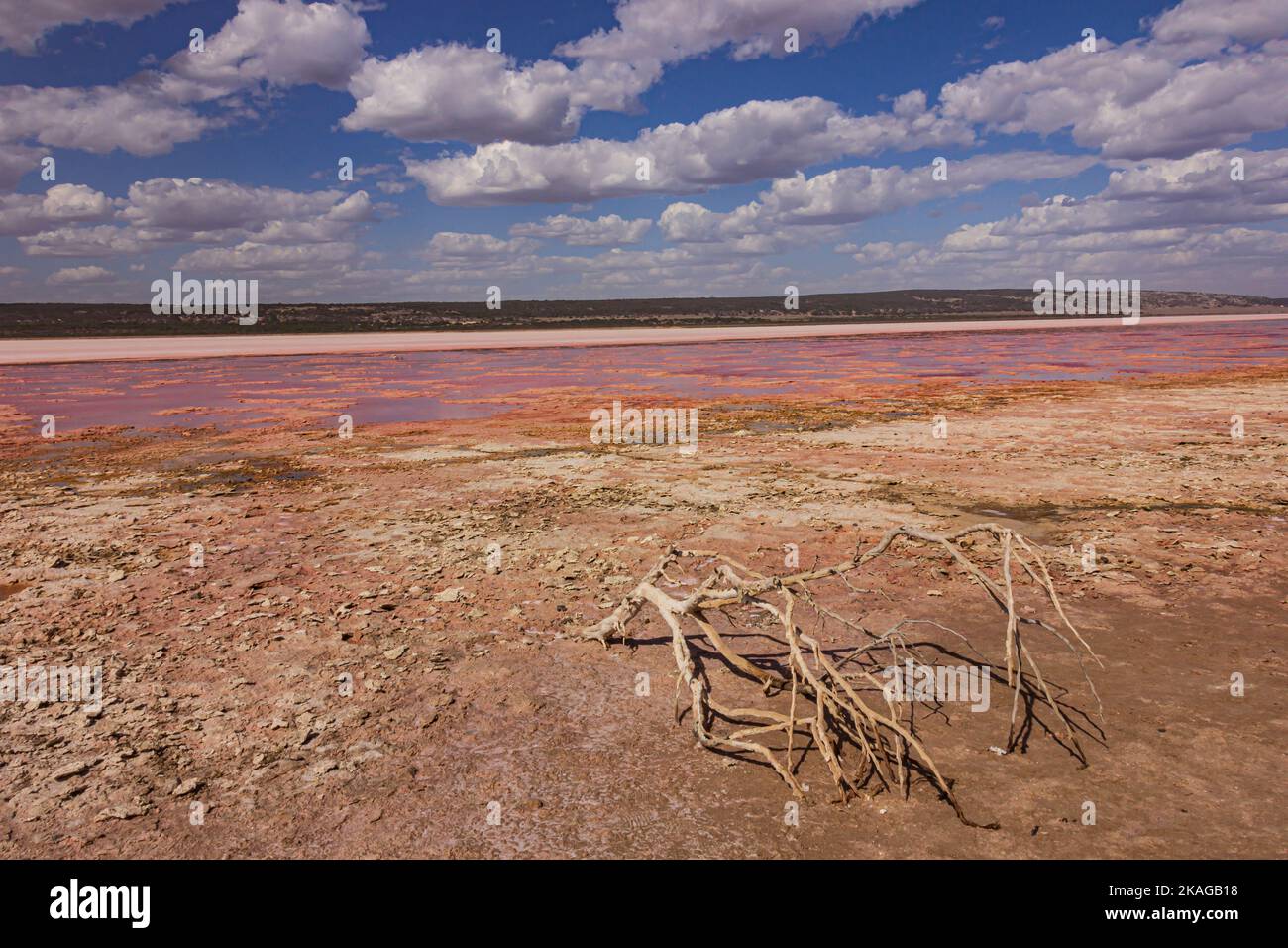 Withered twig and shades of pink colour on saline water in Hutt Lagoon ...