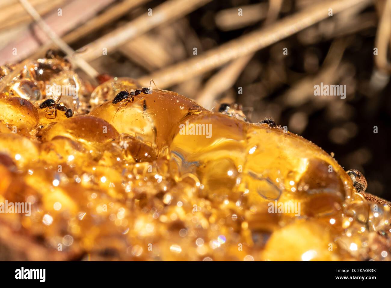 Ants Trapped In Tree Sap on edge of cut tree Stock Photo - Alamy
