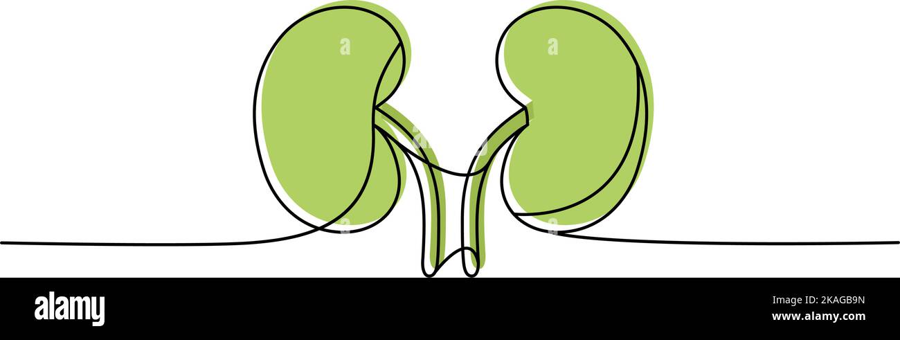One healthy kidney Stock Vector Images - Alamy