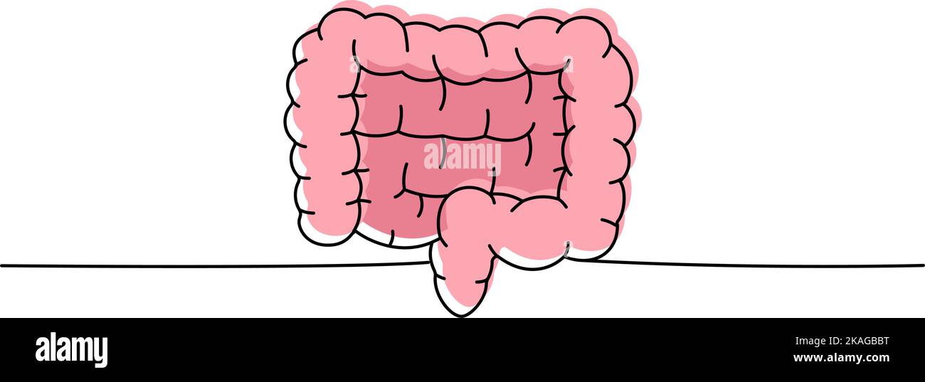 Human intestines one line colored continuous drawing. Human organ ...