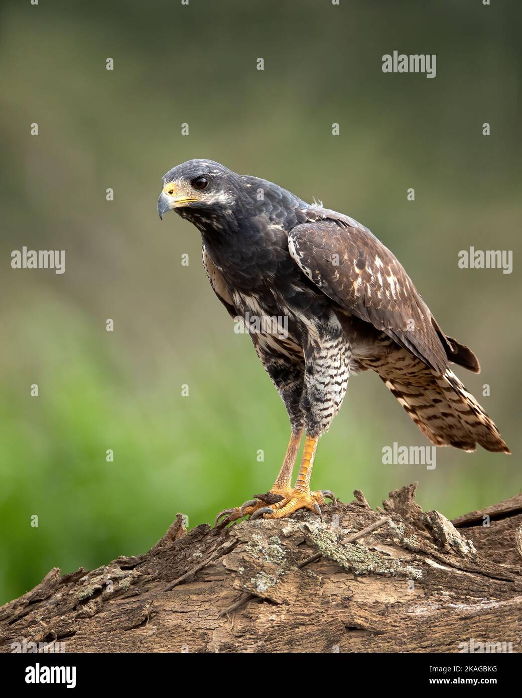 The Mangrove Black Hawk can be find in all the Pacific coast of Costa ...