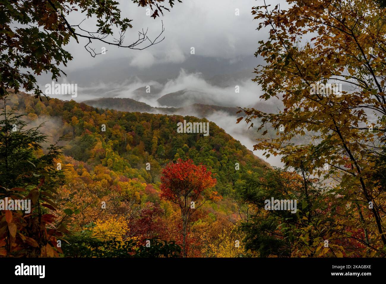 Brightly Colored Leaves Stand High Above Ridge with Wispy Clouds along ...