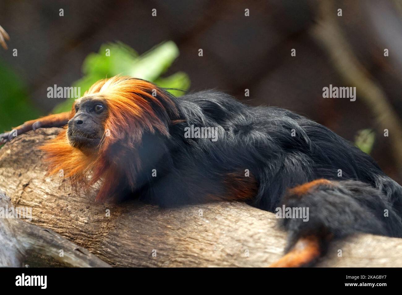Golden Headed Lion Tamarind, Mammals Collection at Batu Secret Zoo ...