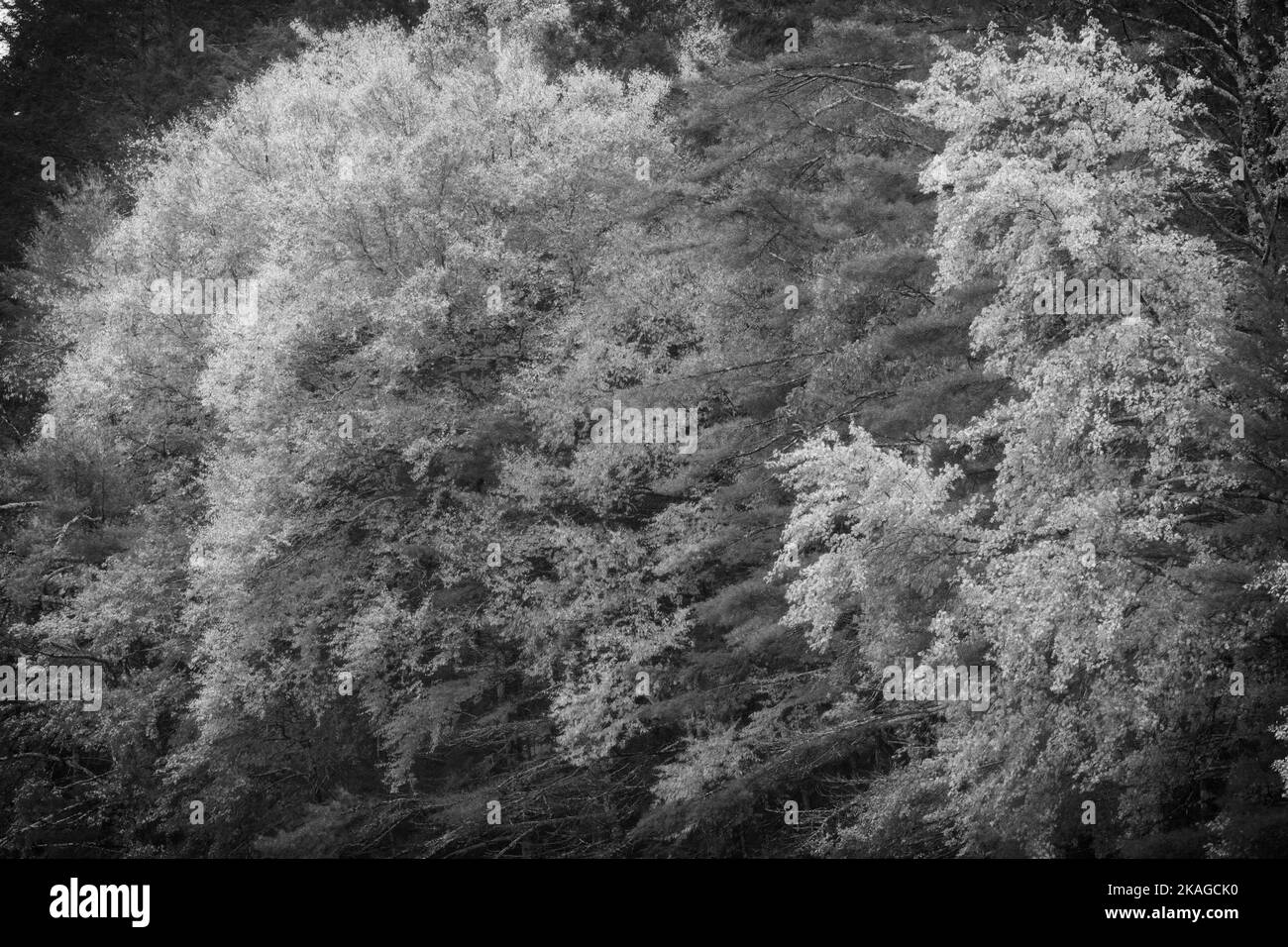 Scenic fall image Black and White Stock Photos & Images - Alamy