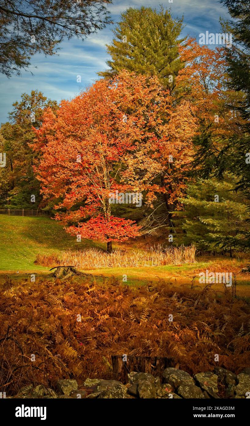 Burst of red leaves hi-res stock photography and images - Alamy
