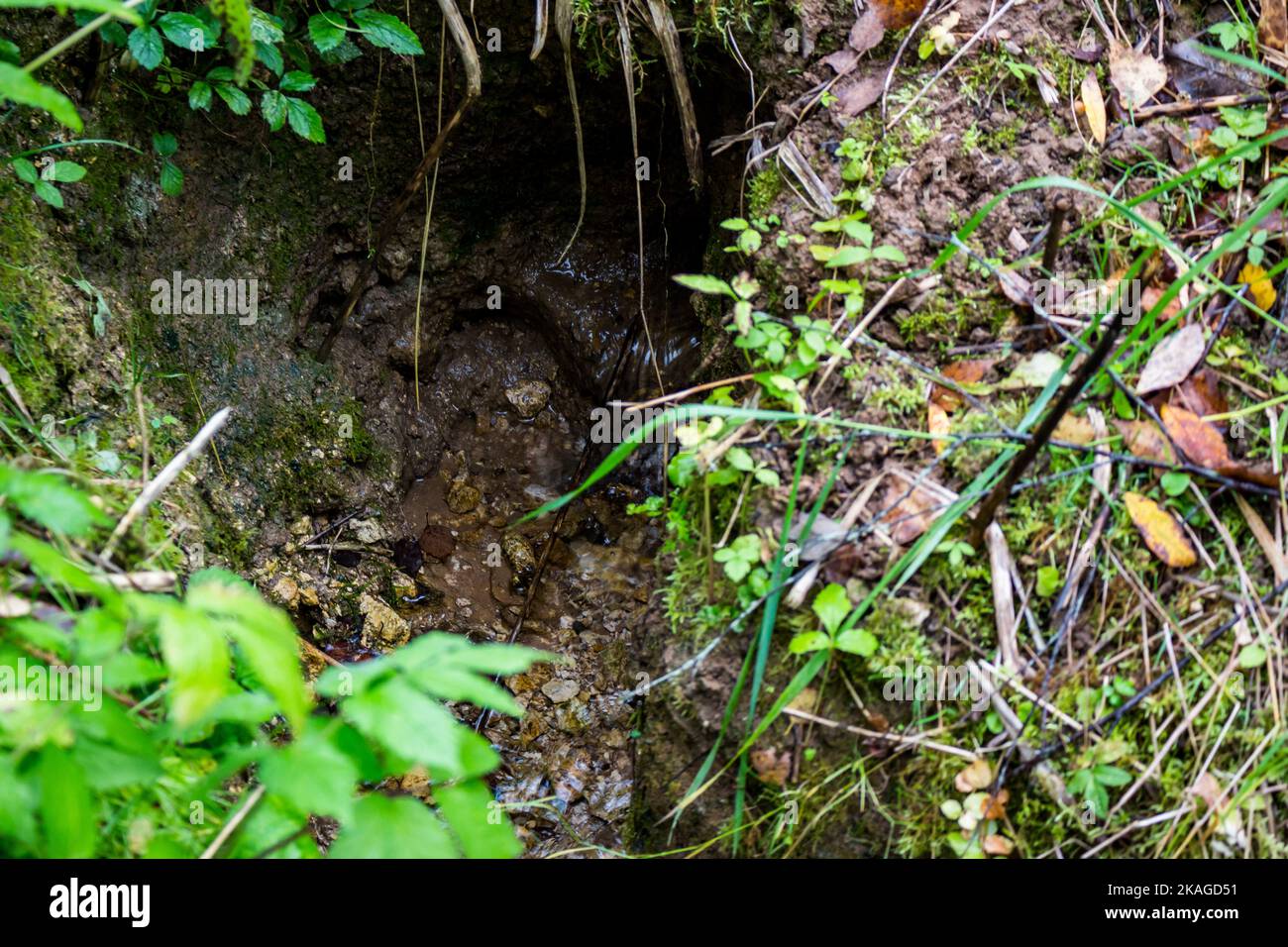 Natural descending spring in nature, water comes out of the ground ...