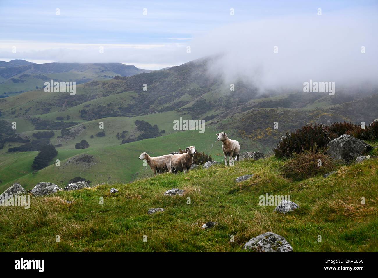 Sheep new zealand sea hi-res stock photography and images - Alamy