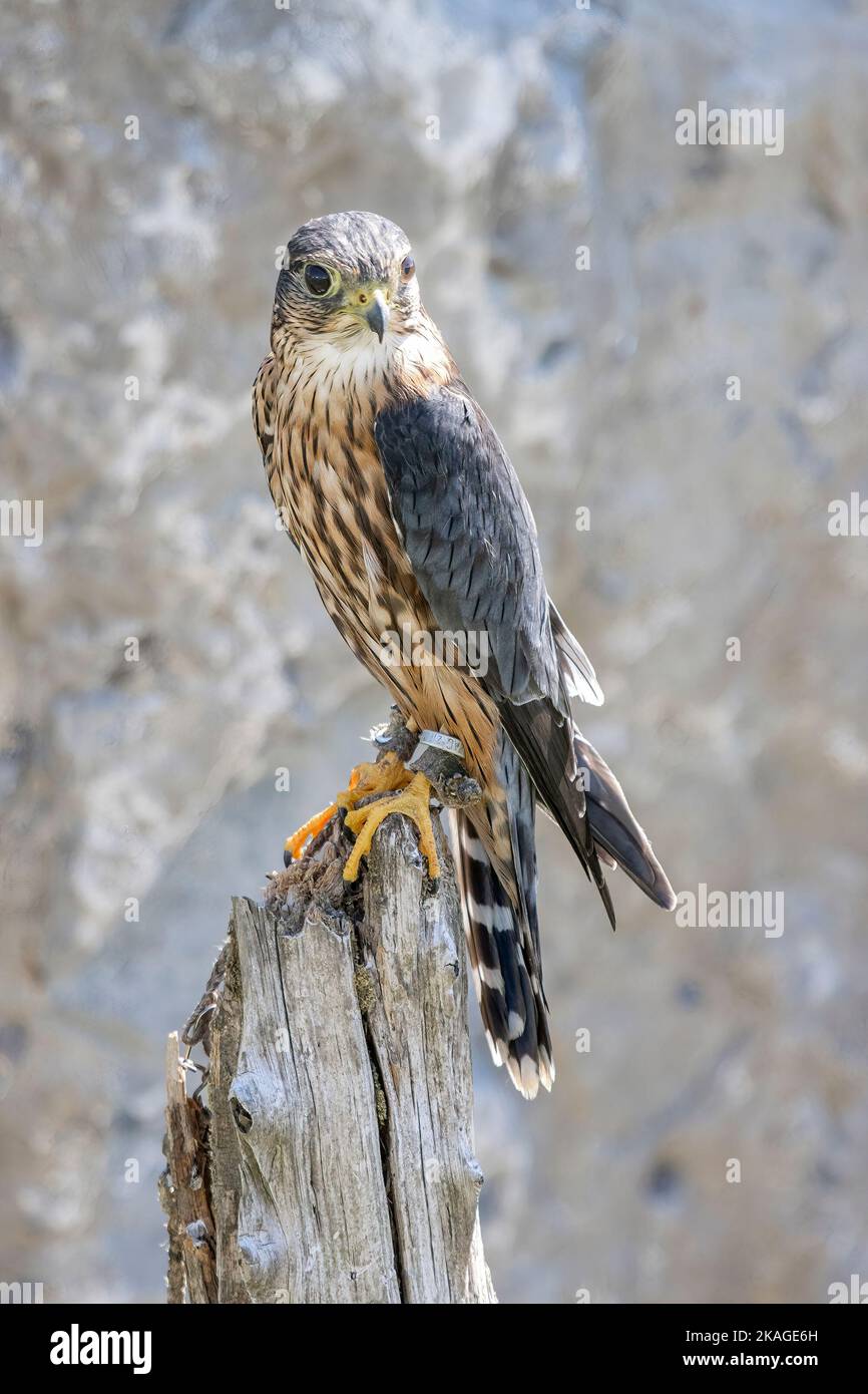 Merlin Falcon ( Falco Columbarius ) Perched On a Stump Side View ...