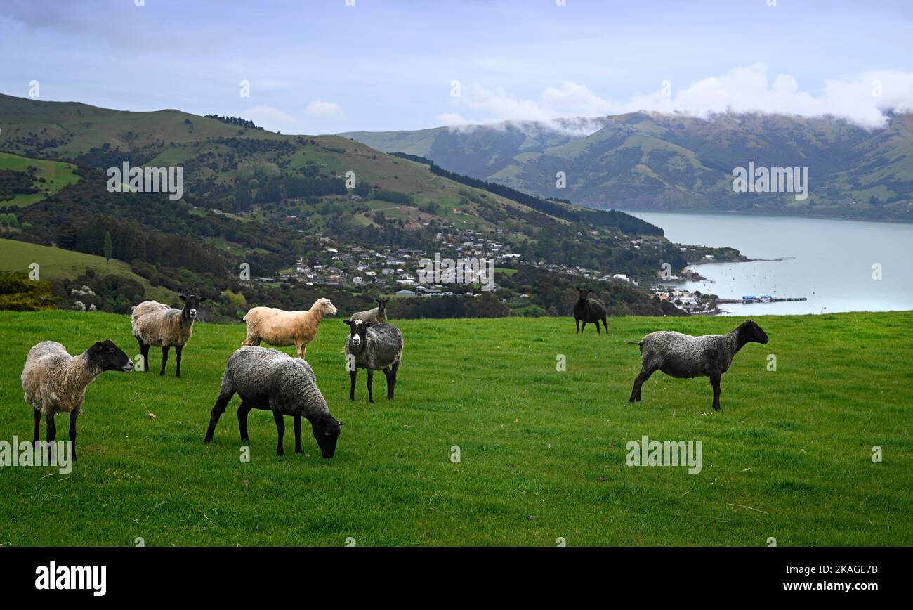 Hilltop sheep hi-res stock photography and images - Alamy