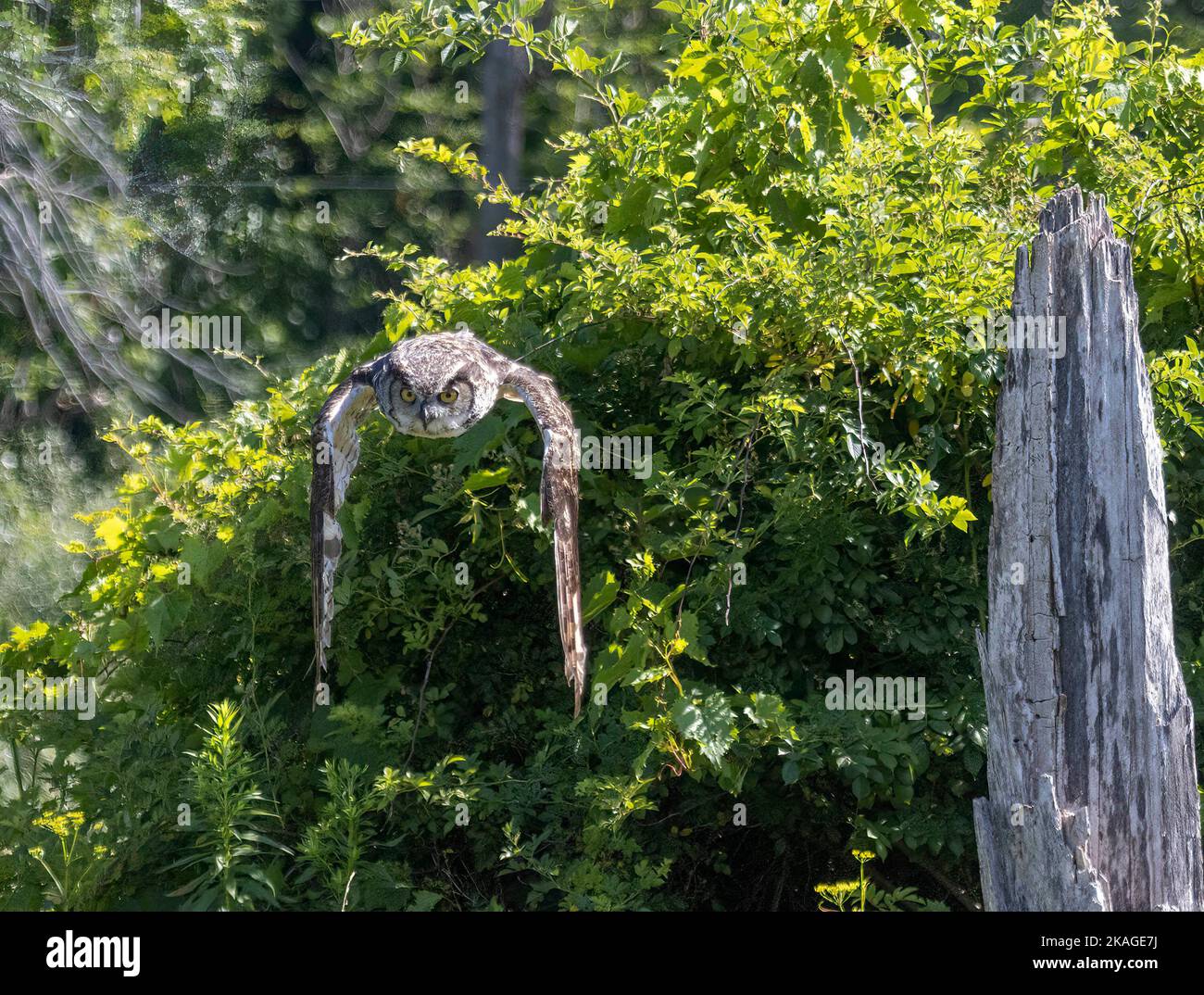 Great Horned Owl in flight front view wings down ( Bubo virginianus ...
