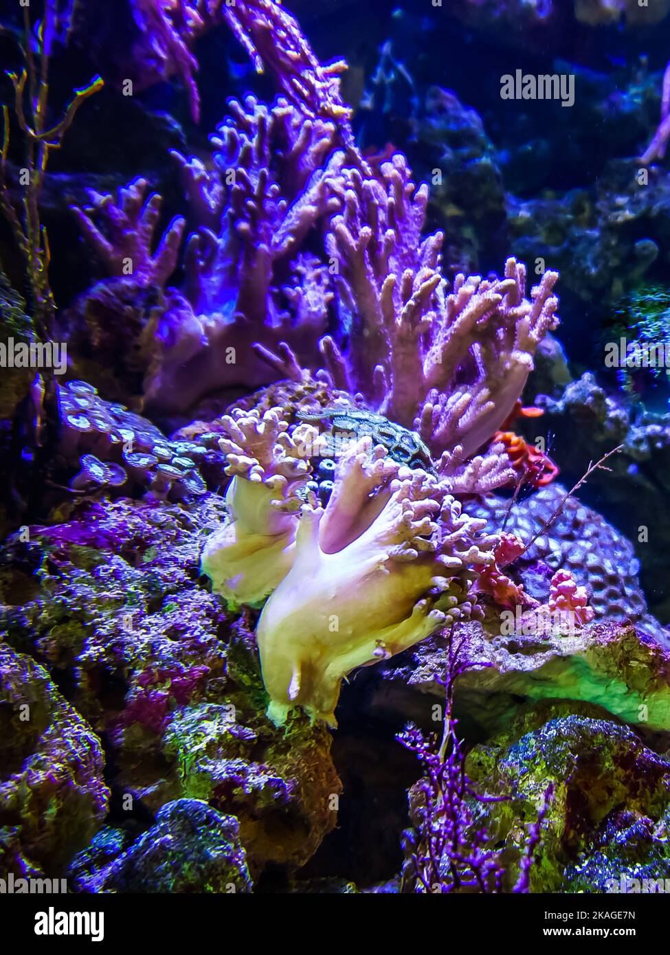 Saltwater reef tank hi-res stock photography and images - Alamy
