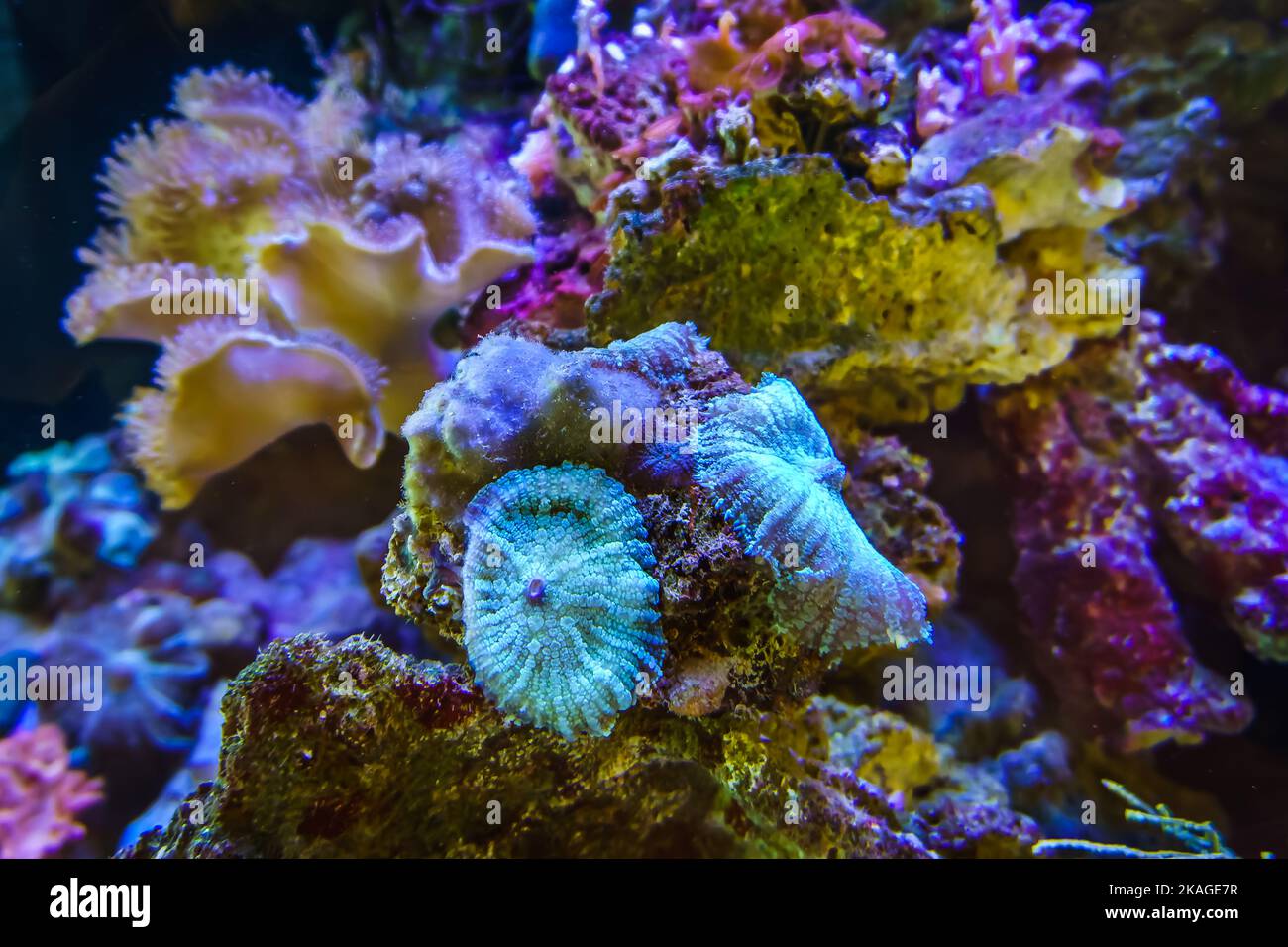 Amazing colorful saltwater Coral Reef Aquarium Tank Stock Photo - Alamy