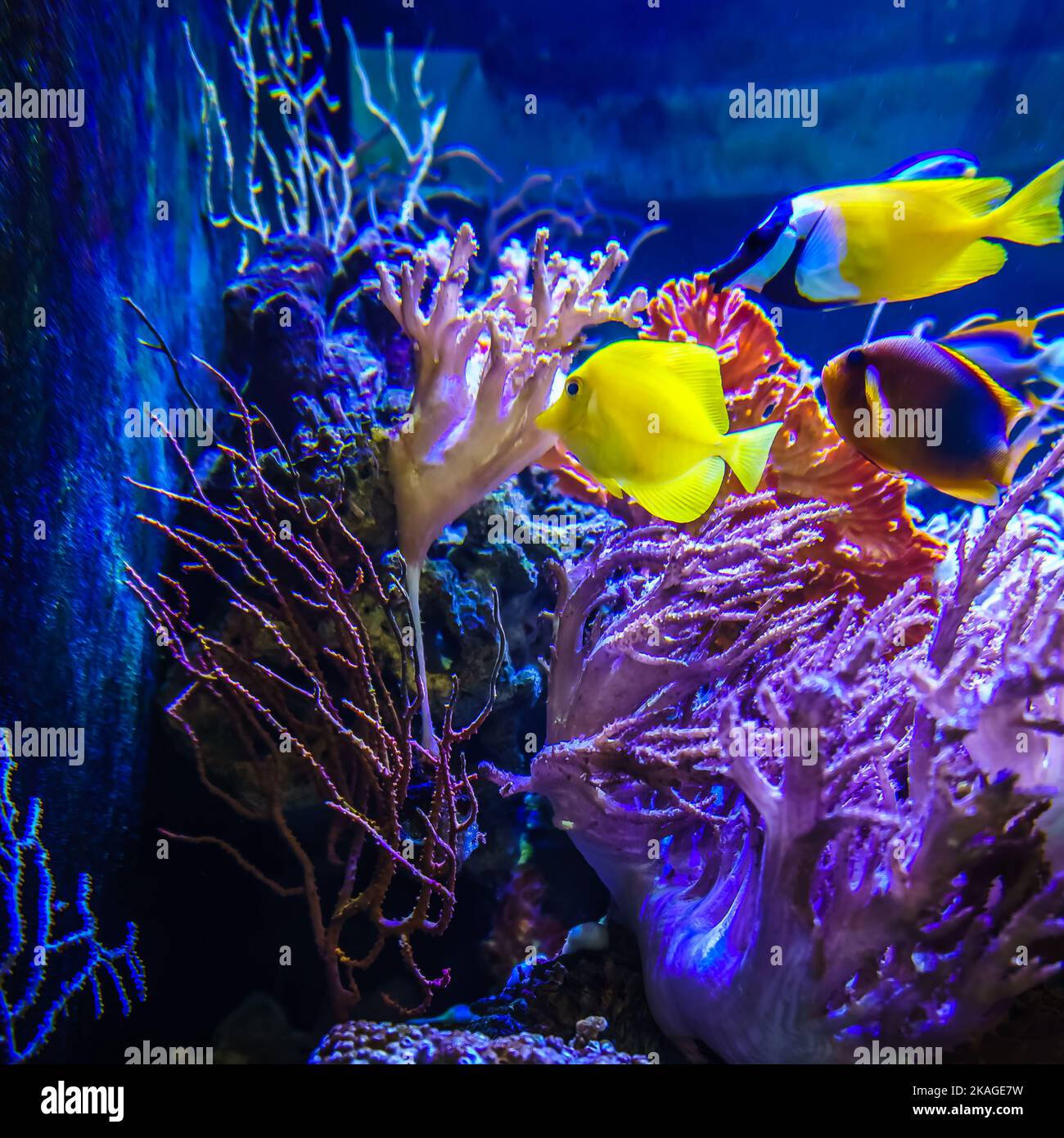 Amazing colorful saltwater Coral Reef Aquarium Tank Stock Photo - Alamy