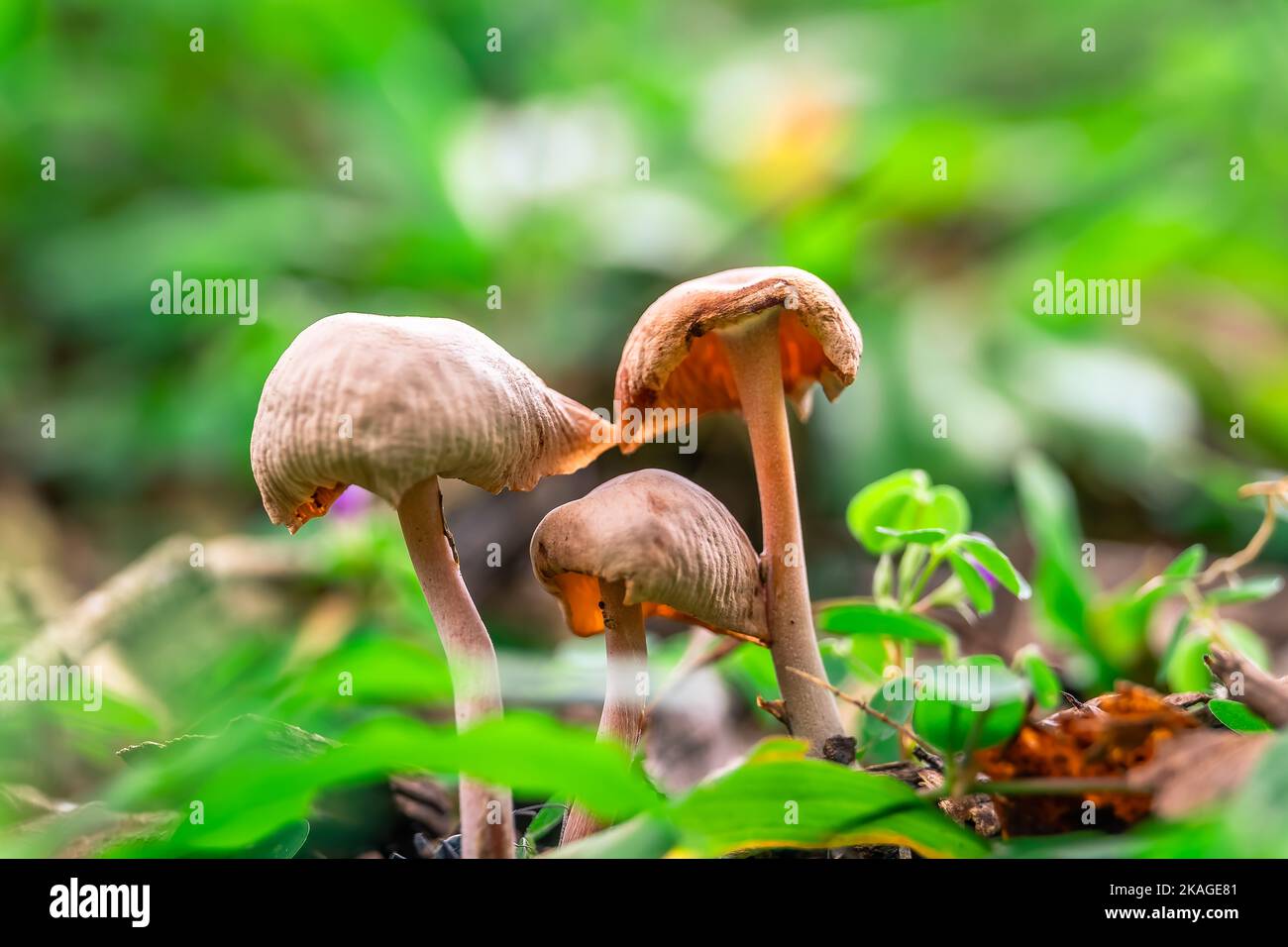 Beautiful Wild mushrooms sprouting on grass patch during raining season ...
