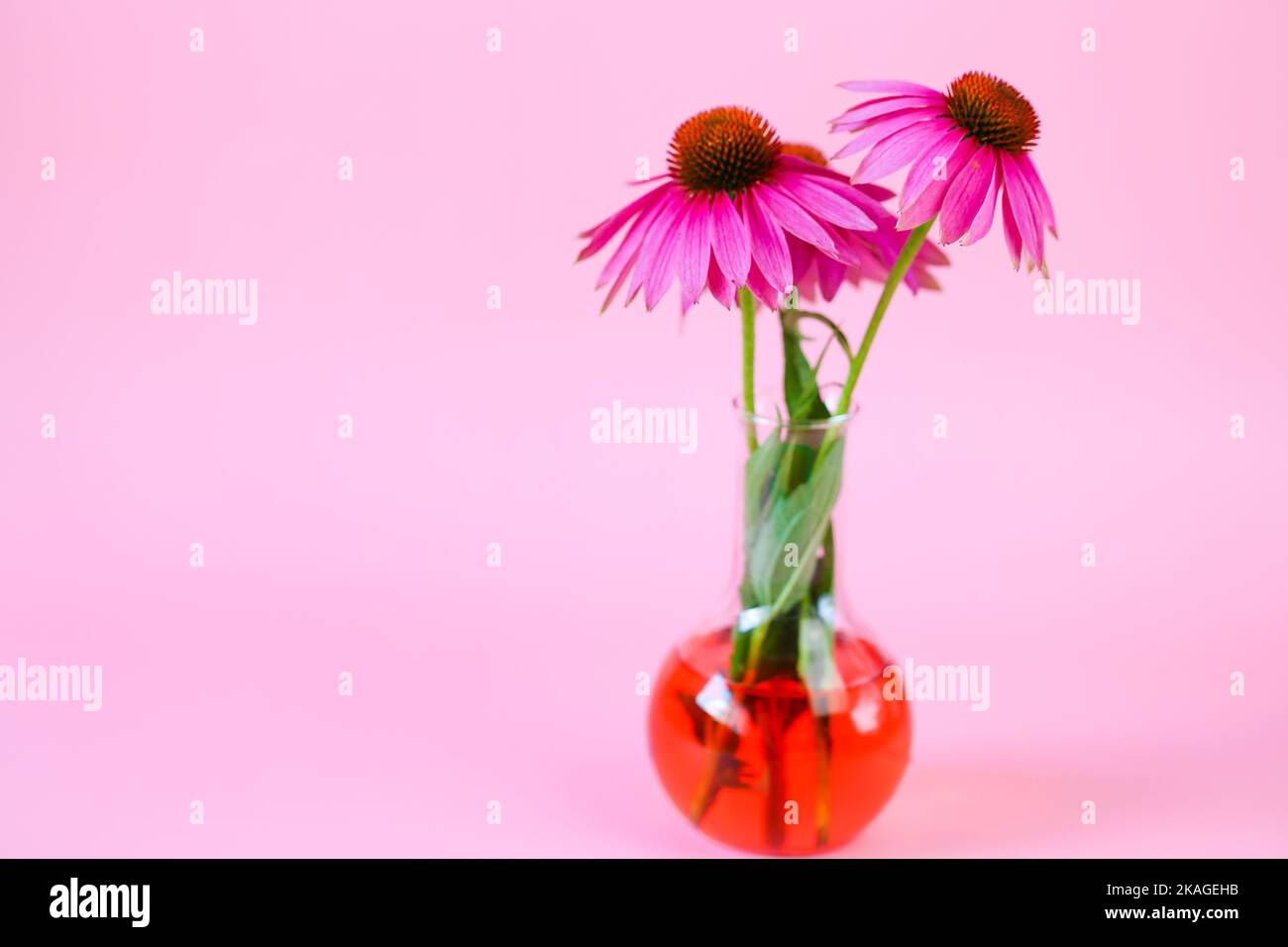 Echinacea extract.echinacea purpurea flowers in a glass flask on a ...