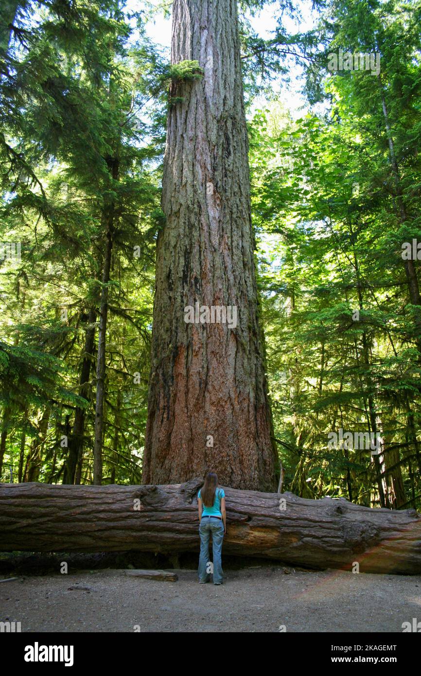 Douglas fir forest trees over hi-res stock photography and images - Alamy