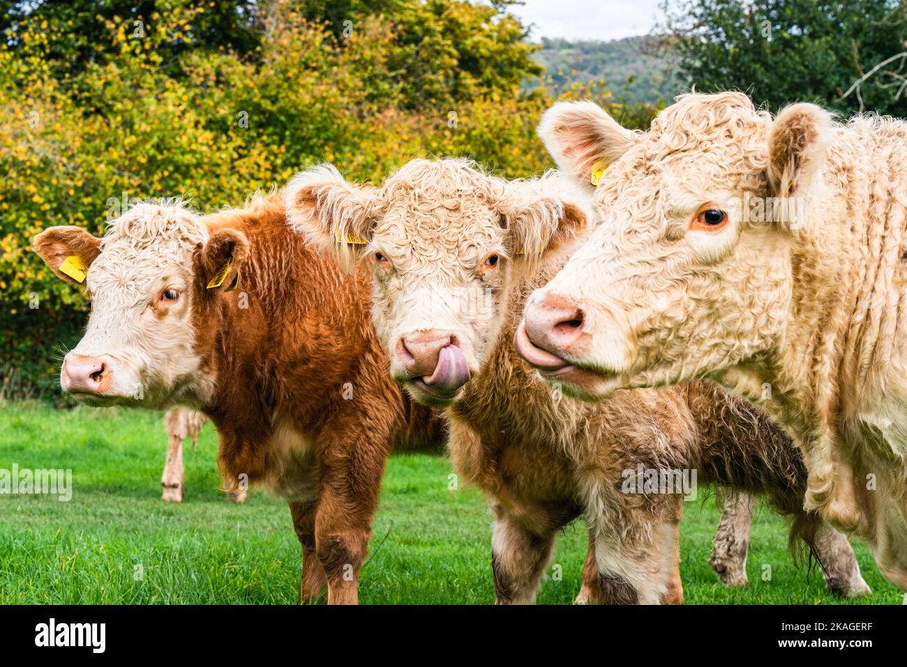 Bulls and Cows on Devon Farms, English Village, England, Europe Stock ...