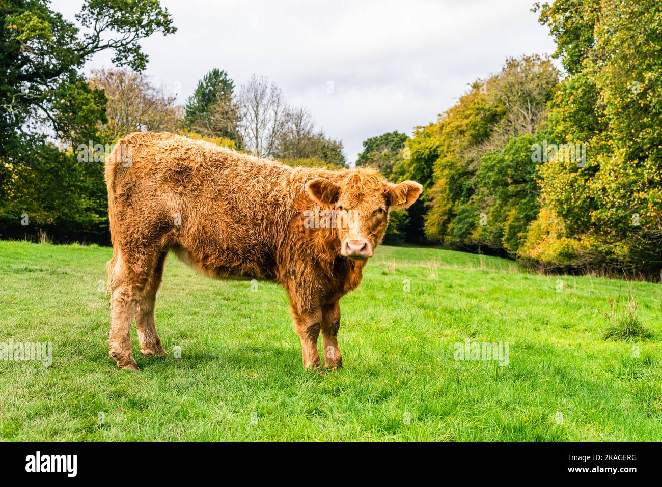 Bulls and Cows on Devon Farms, English Village, England, Europe Stock ...