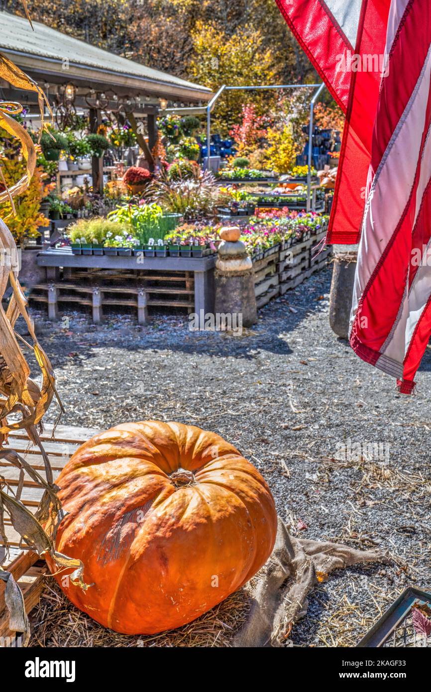 American flag pumpkin hi-res stock photography and images - Alamy
