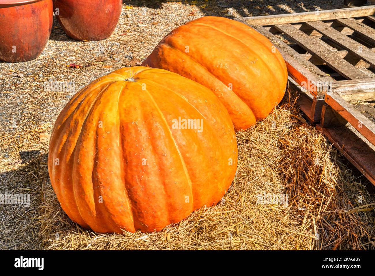A pair of pumpkins displayed in a roadside market and nursery by ...