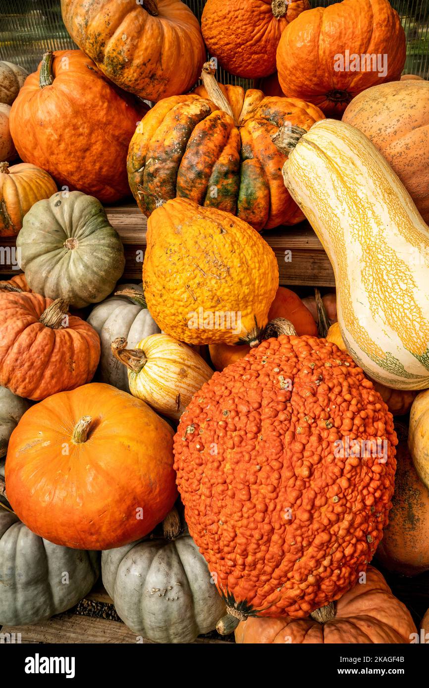 Gourds produce seed vegetable hi-res stock photography and images - Alamy