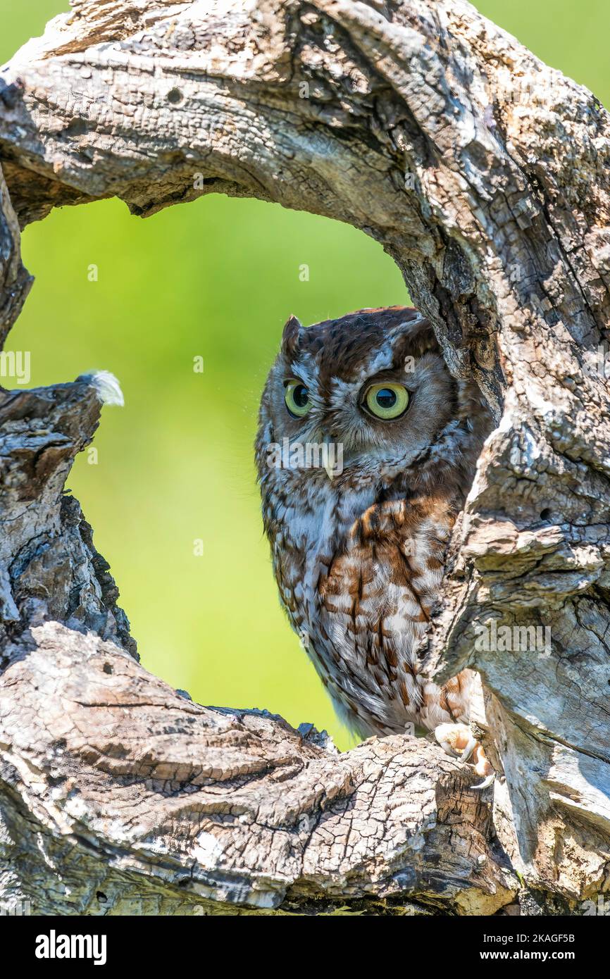Little Owl ( Athene noctua ) Perced in Tree. Also knows as Owl of Athen ...