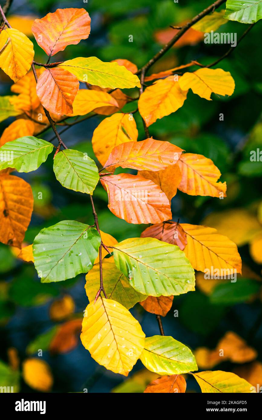 Leaves of Beech in autumn colors, Parke National Trust, Devon, England ...