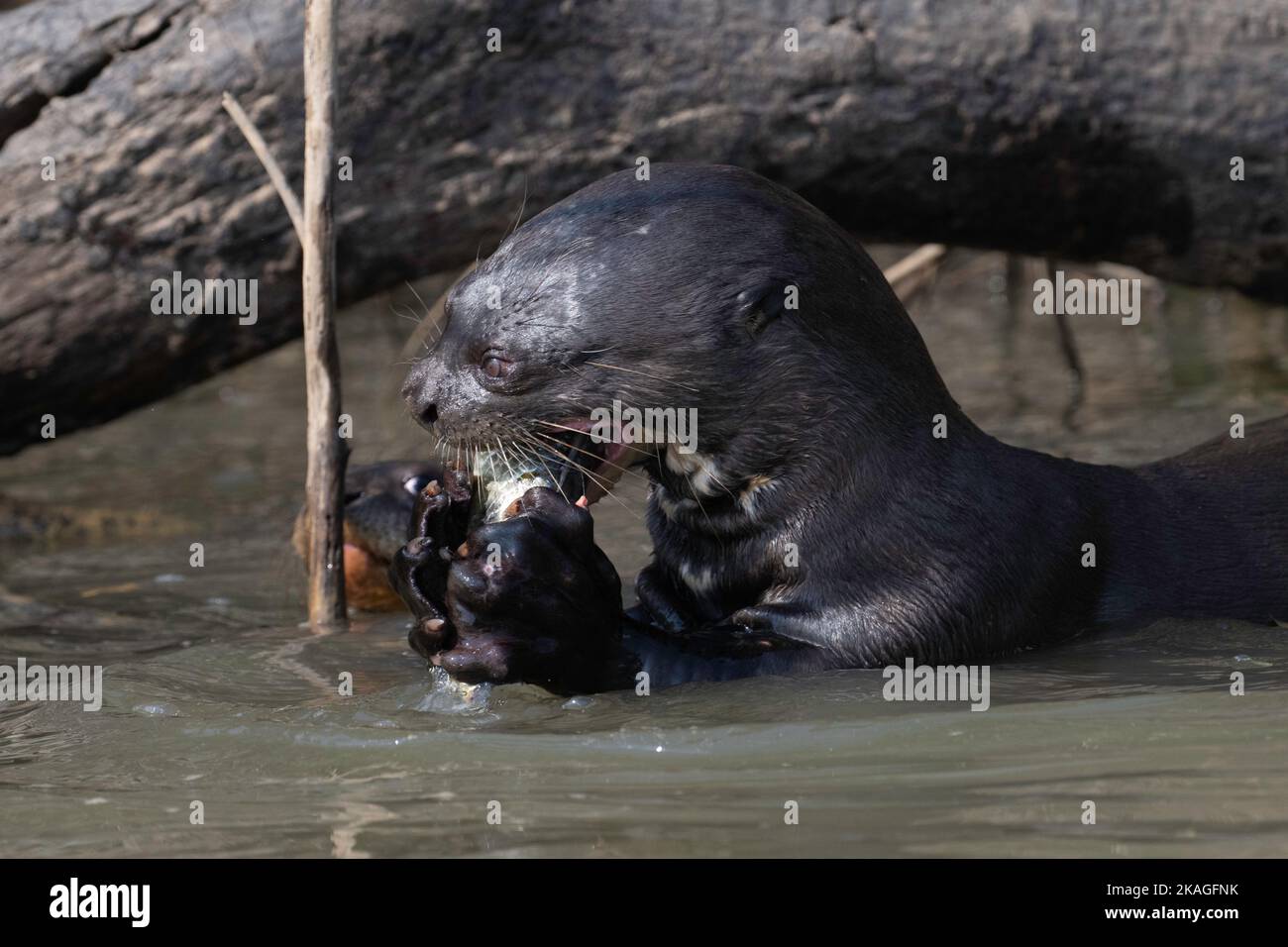 Giant otter eating a fish hi-res stock photography and images - Alamy