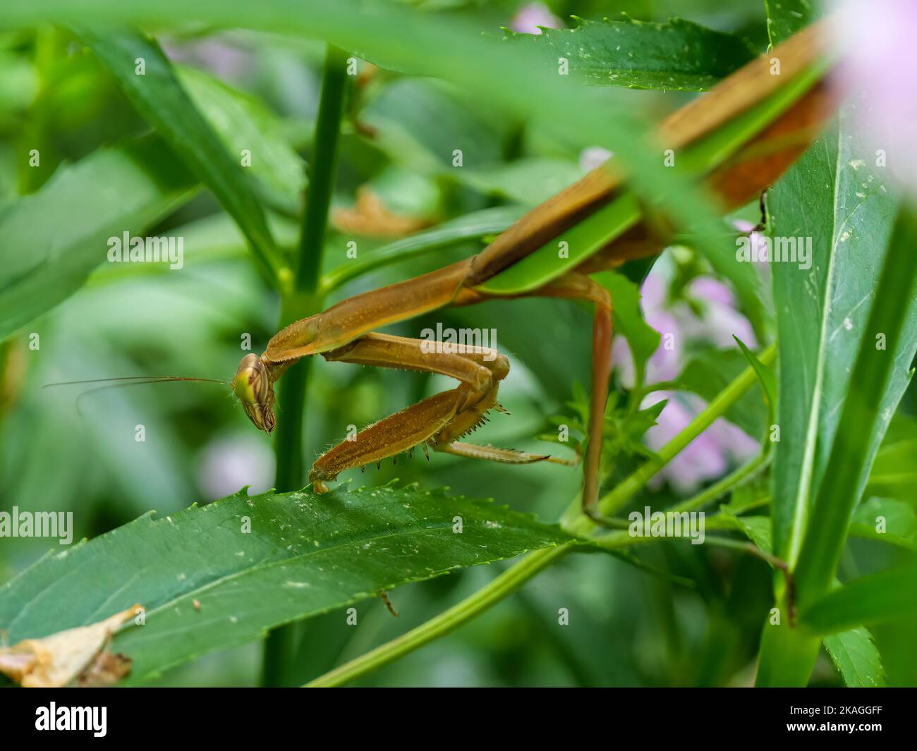 Praying mantis alien insect hi-res stock photography and images - Alamy