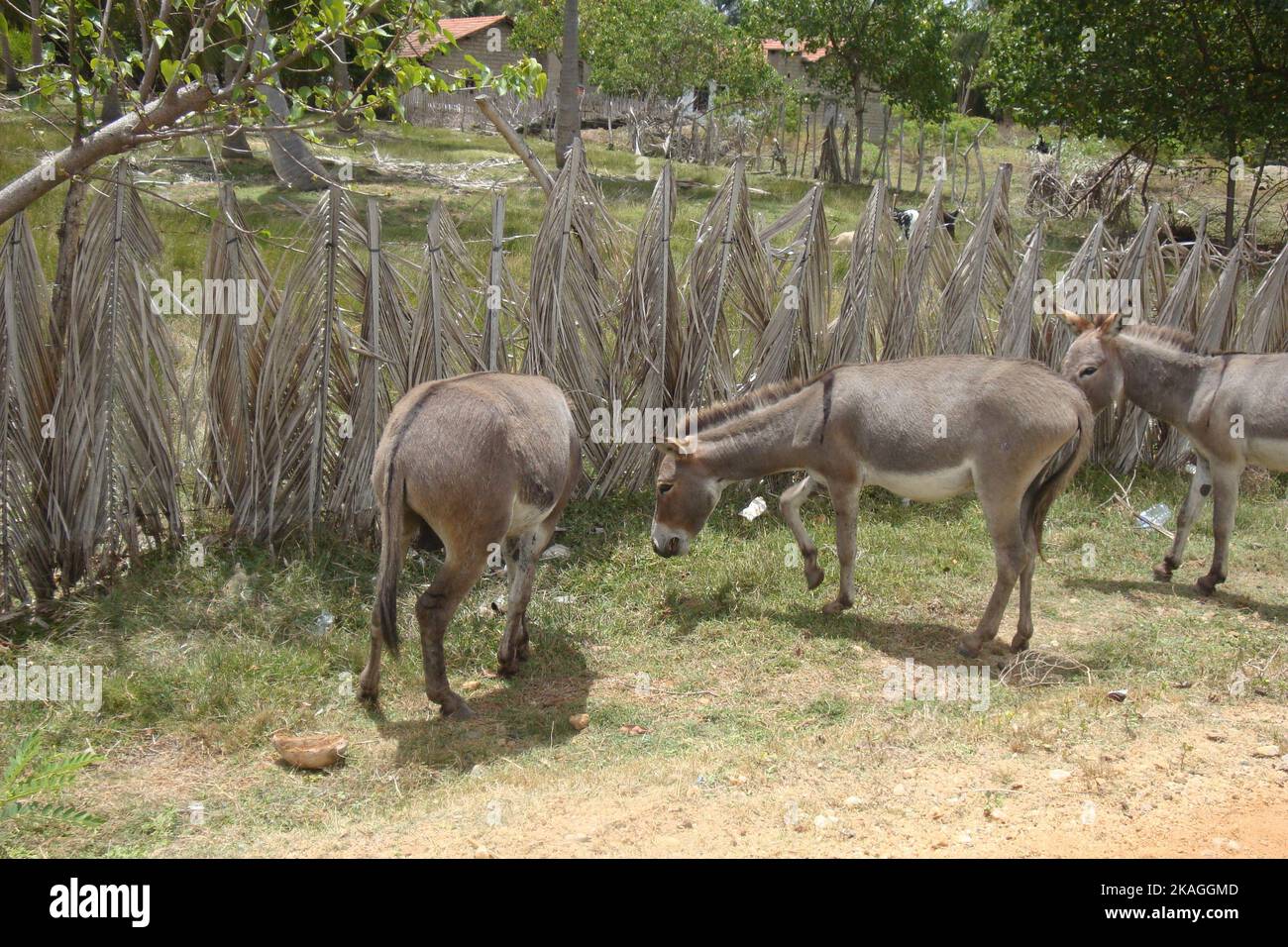 Wild Donkeys' in the Streets, Sri Lanka Stock Photo - Alamy